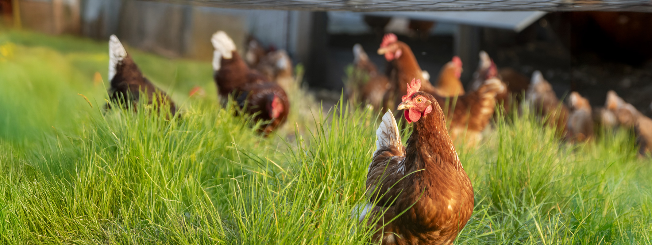 Powering Poultry with Solar | Waikato Case Study – Entelar